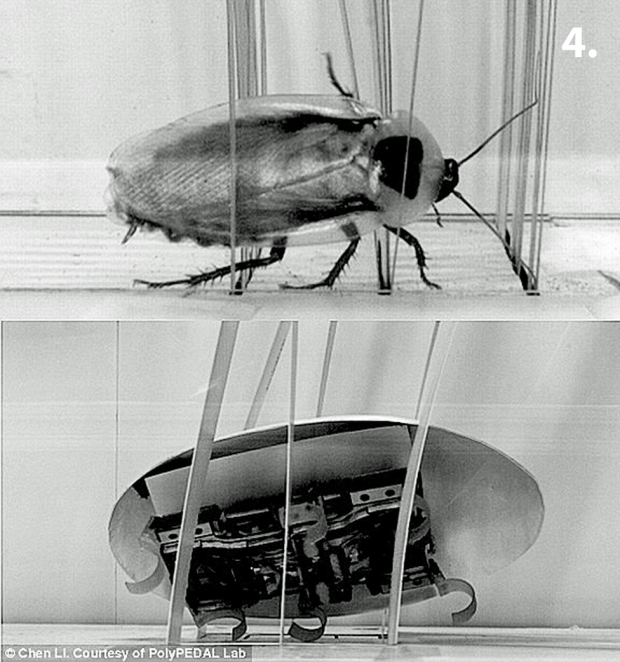 Cyborg Cockroaches, Robot Crop Pollinators and Laser-Firing Bugbots ...